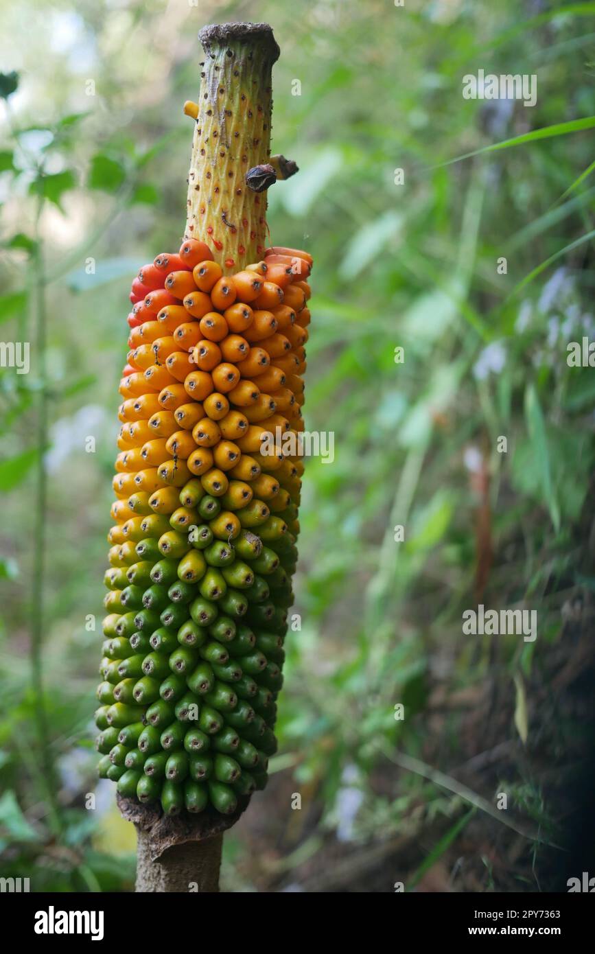 Close-up of strange Asian plant growing in field (Elephant Yam, Konjac ...