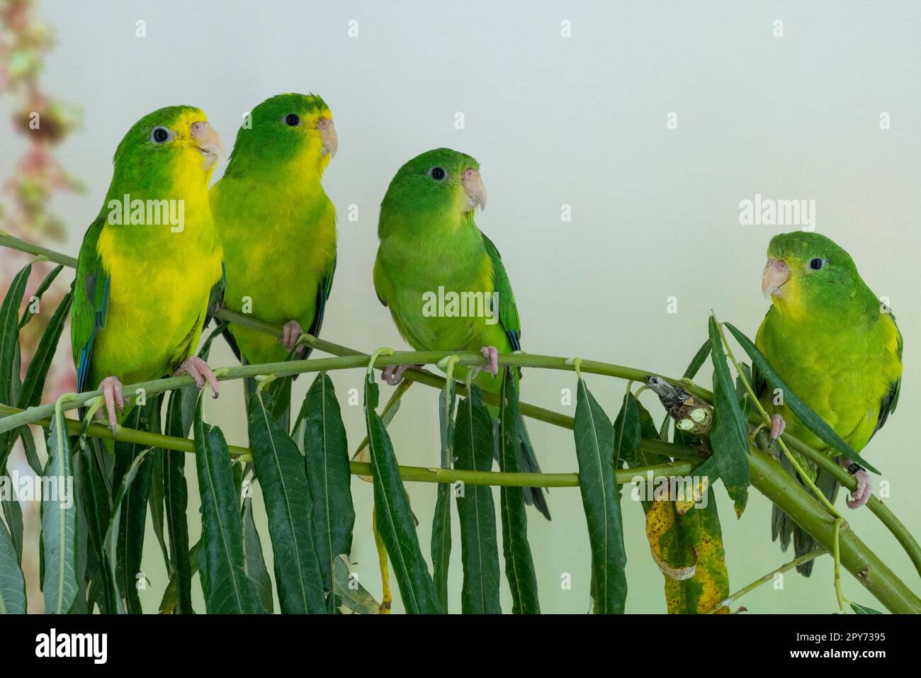 Golden fronted parakeet hi-res stock photography and images - Alamy