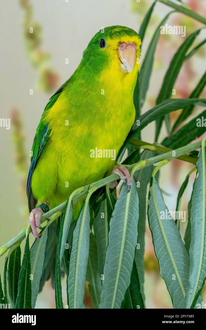 Golden fronted parakeet hi-res stock photography and images - Alamy