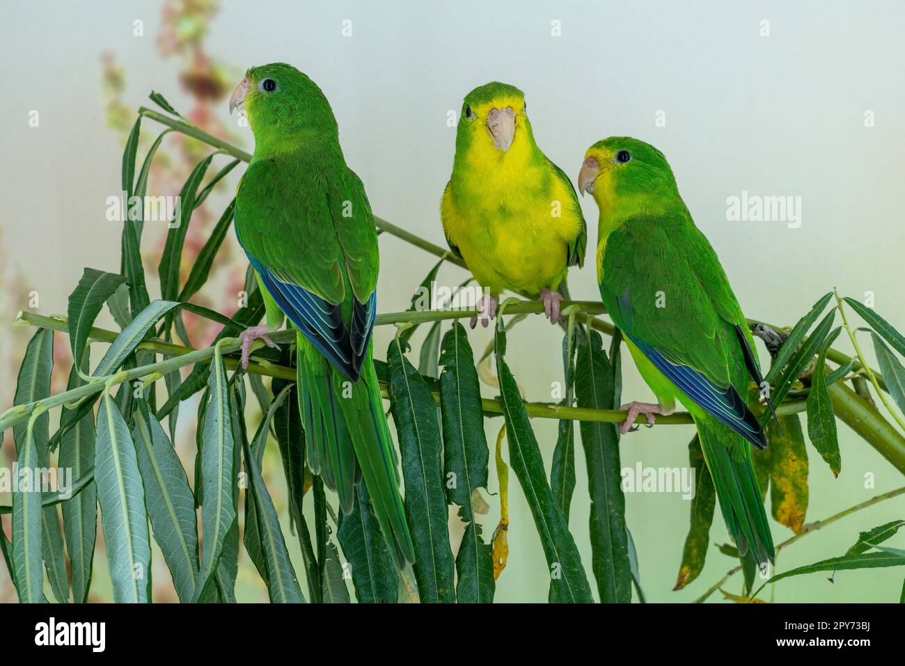 Golden fronted parakeet hi-res stock photography and images - Alamy