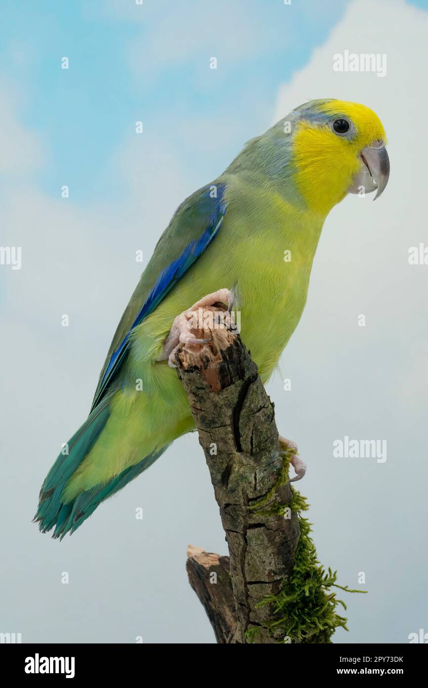 Forpus xanthops hi-res stock photography and images - Alamy