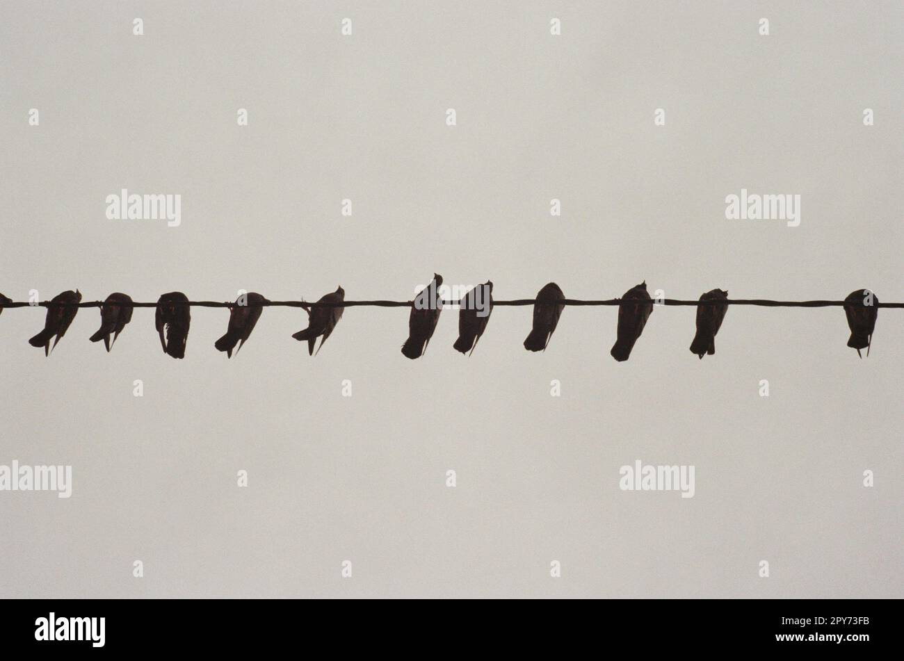 A group of crows sitting on a wire Stock Photo - Alamy