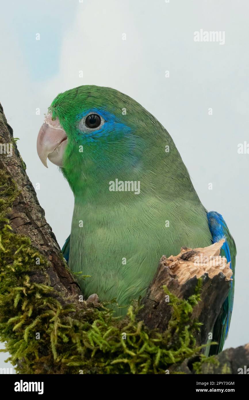 Parrotlet hi-res stock photography and images - Alamy