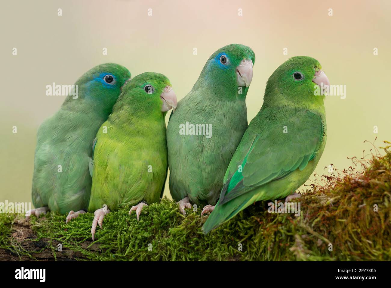 Spectacled parrotlet forpus conspicillatus hi-res stock photography and ...