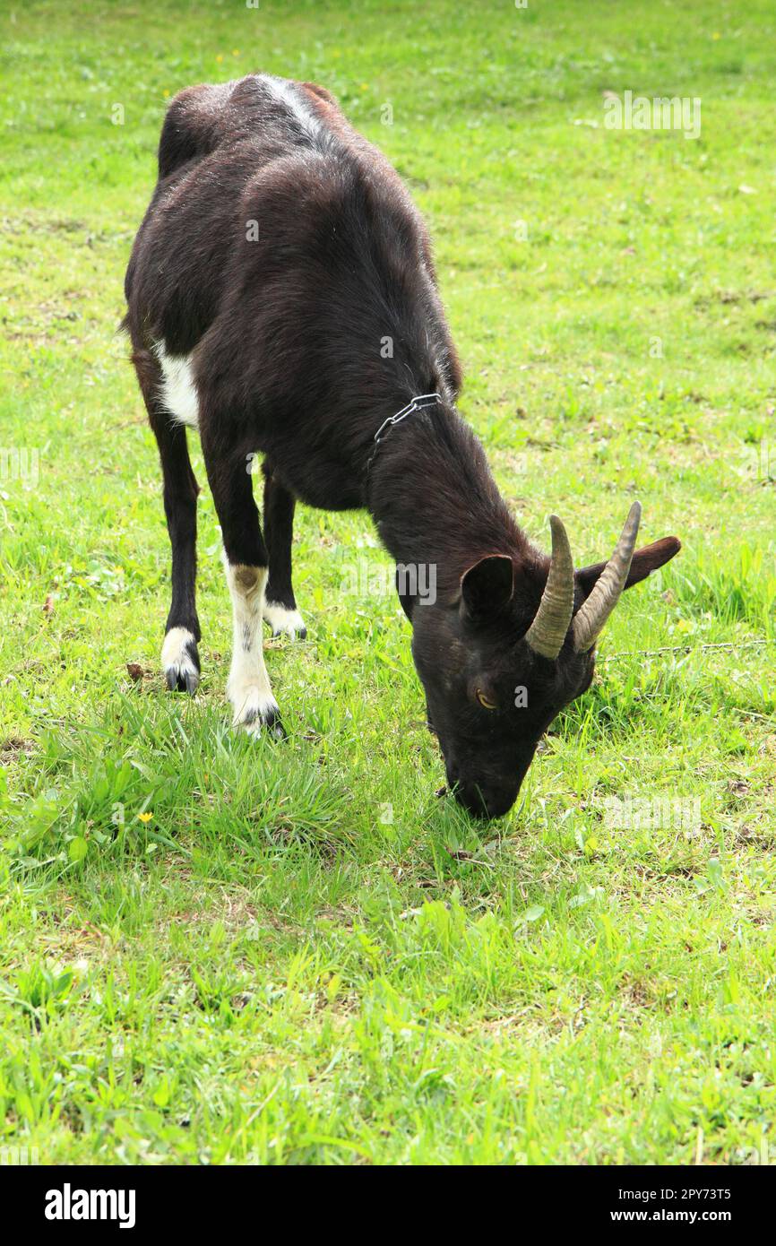 black goat in the grass from small home farm Stock Photo - Alamy