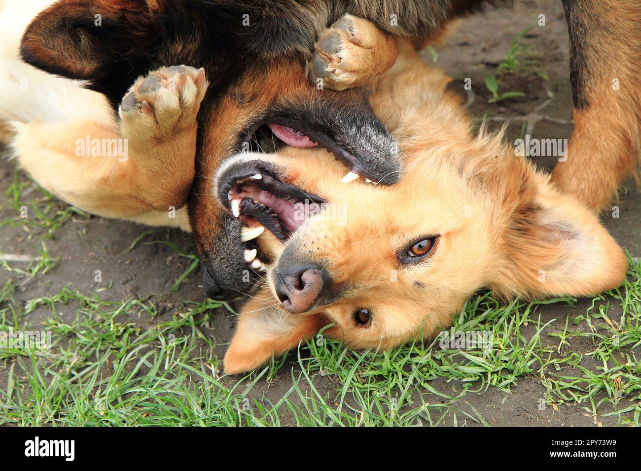 nice animal game as two fighting dogs Stock Photo - Alamy