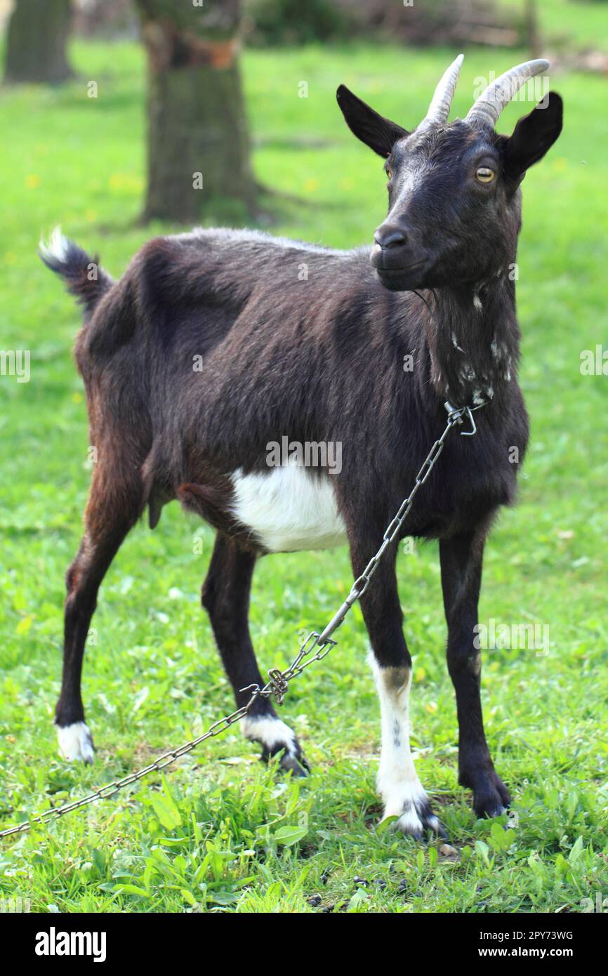 black goat in the grass from small home farm Stock Photo - Alamy