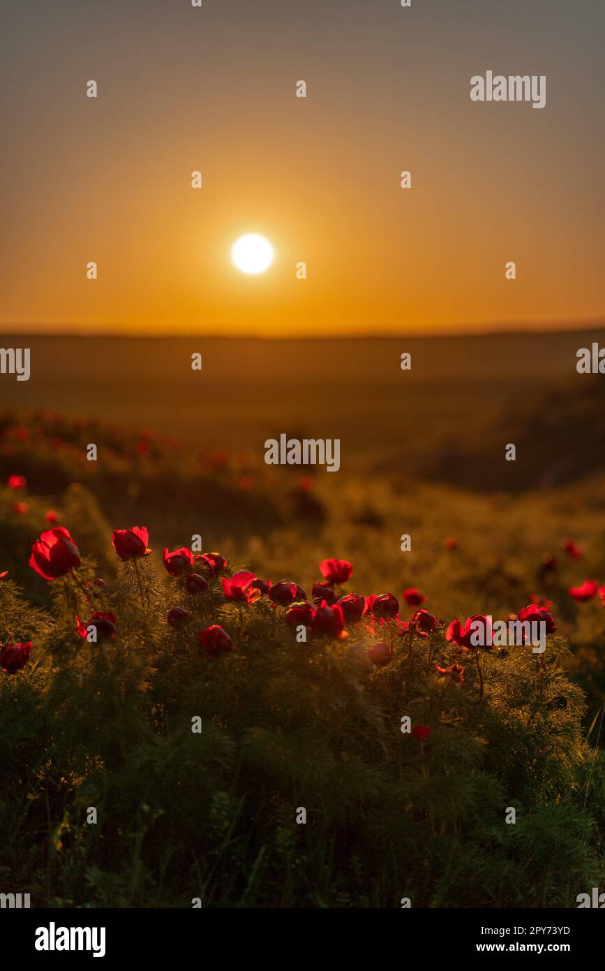 Wild peony is thin leaved Paeonia tenuifolia, in its natural ...