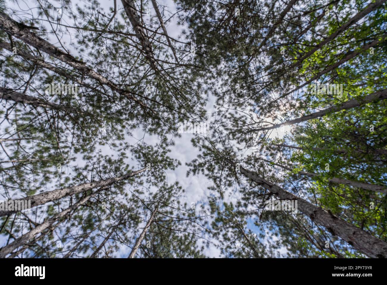 forest with a view from the bottom of the tree canopy, a photograph ...
