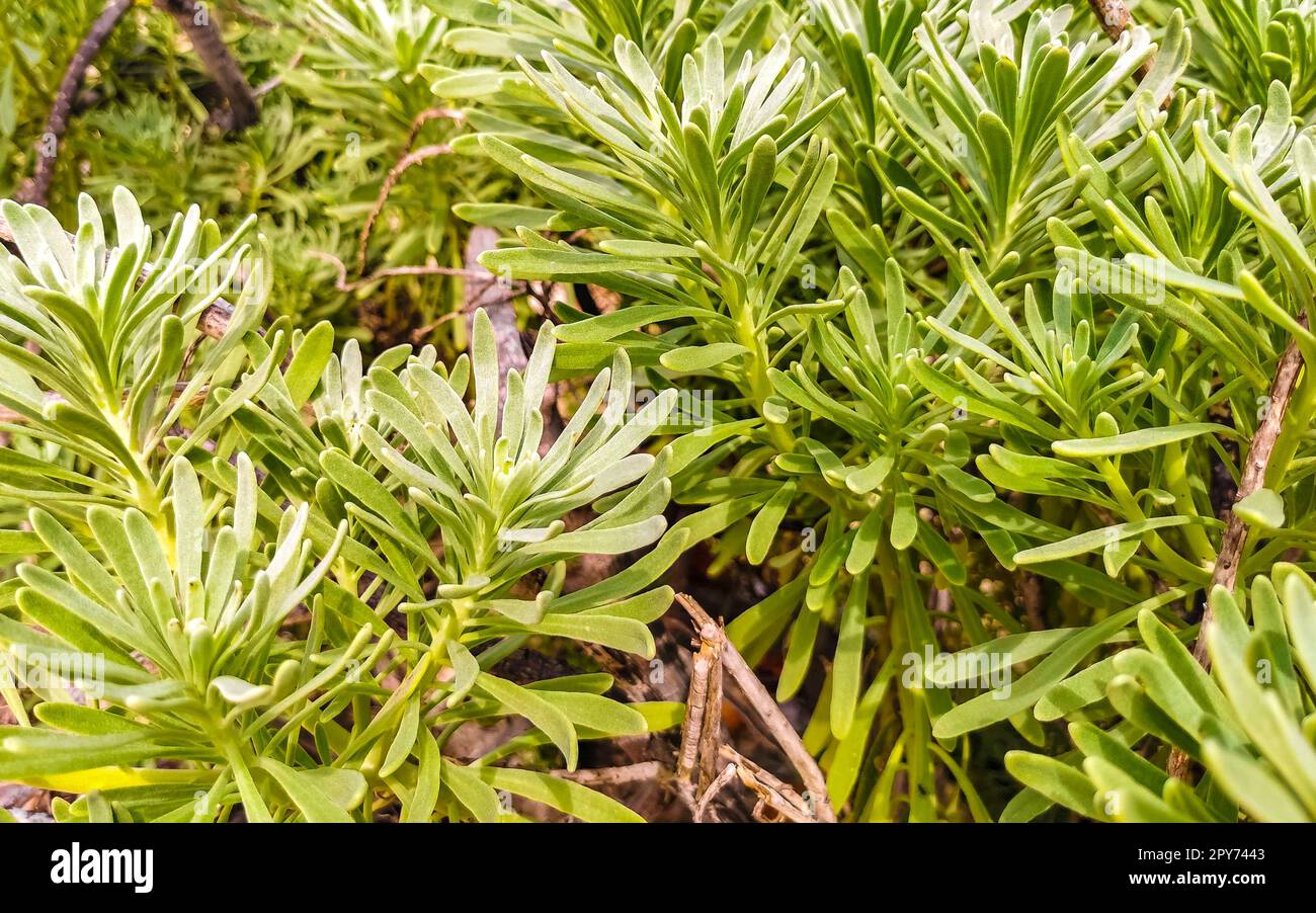 Green tropical caribbean beach plants flowers and trees in Mexico Stock ...