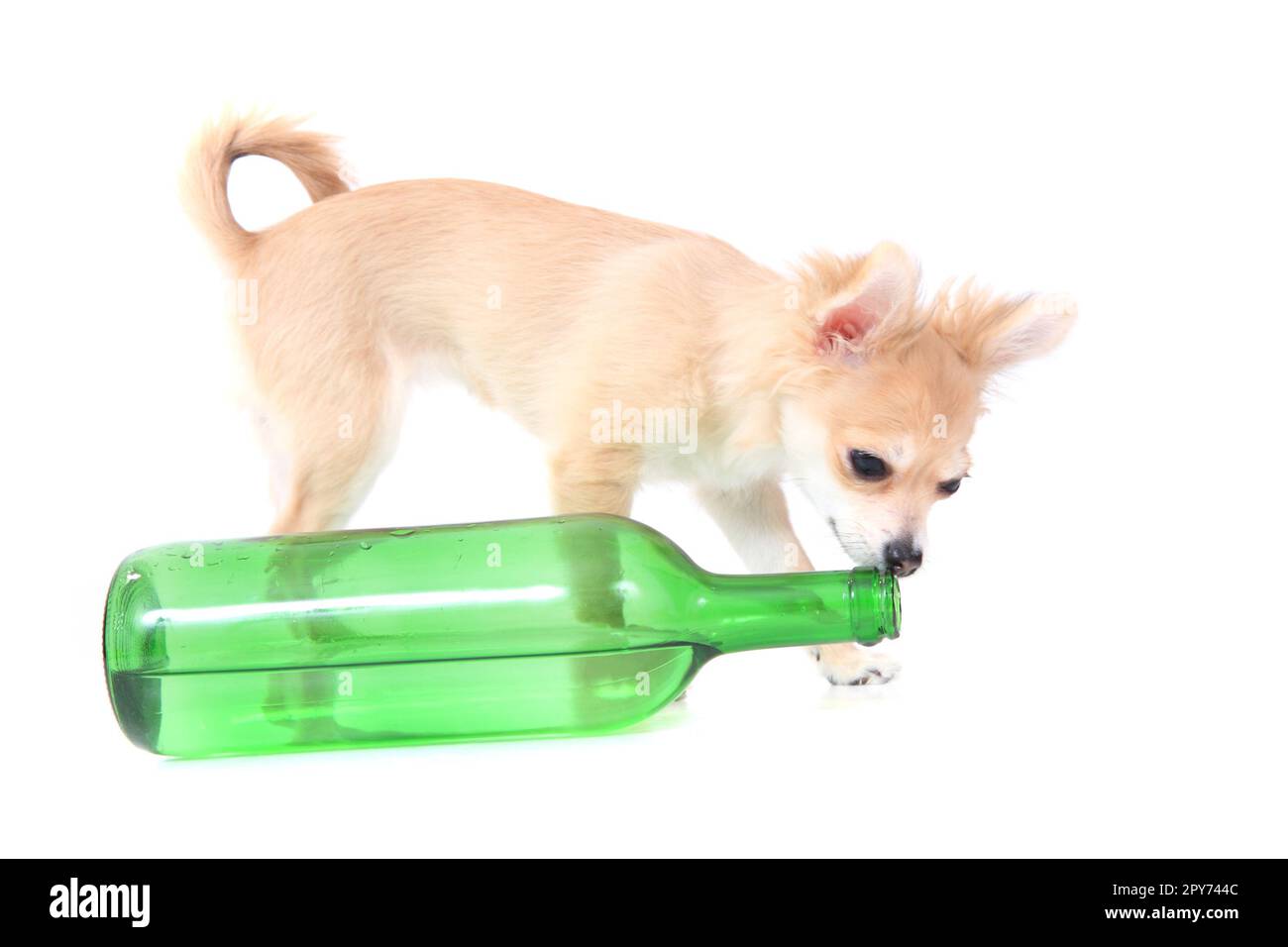 White dog drinking water Cut Out Stock Images & Pictures - Alamy