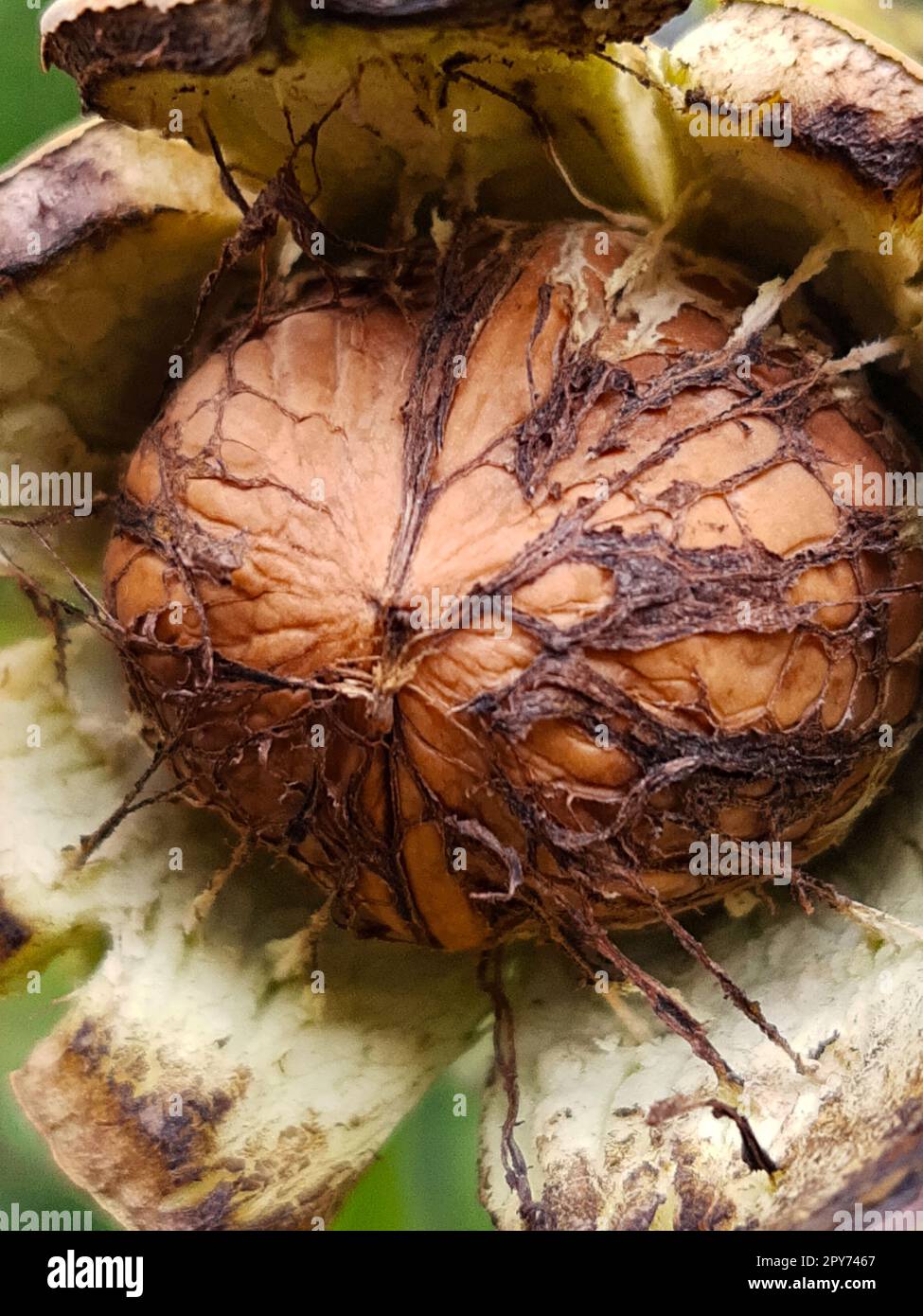 Walnut shell hi-res stock photography and images - Alamy