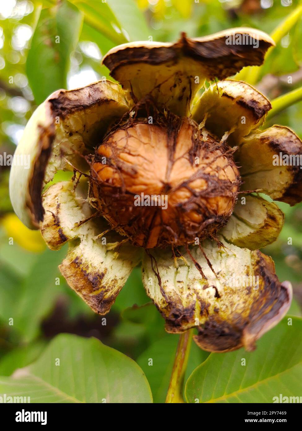 Close up image walnut hi-res stock photography and images - Alamy