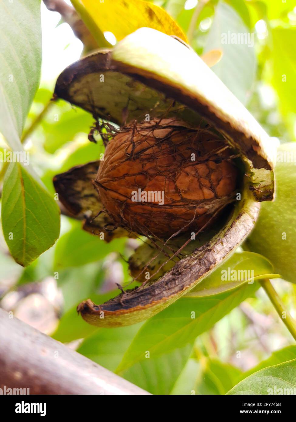 Shell images hi-res stock photography and images - Alamy