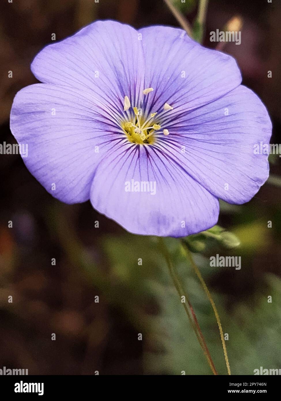 Beautiful flax hi-res stock photography and images - Alamy
