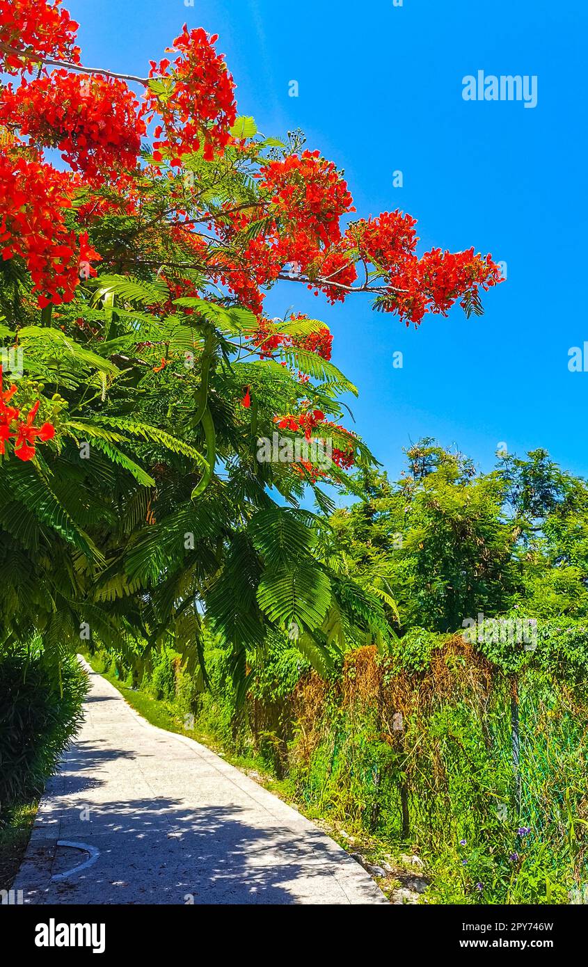 Beautiful tropical flame tree red flowers Flamboyant Delonix Regia Mexico Stock Photo - Alamy