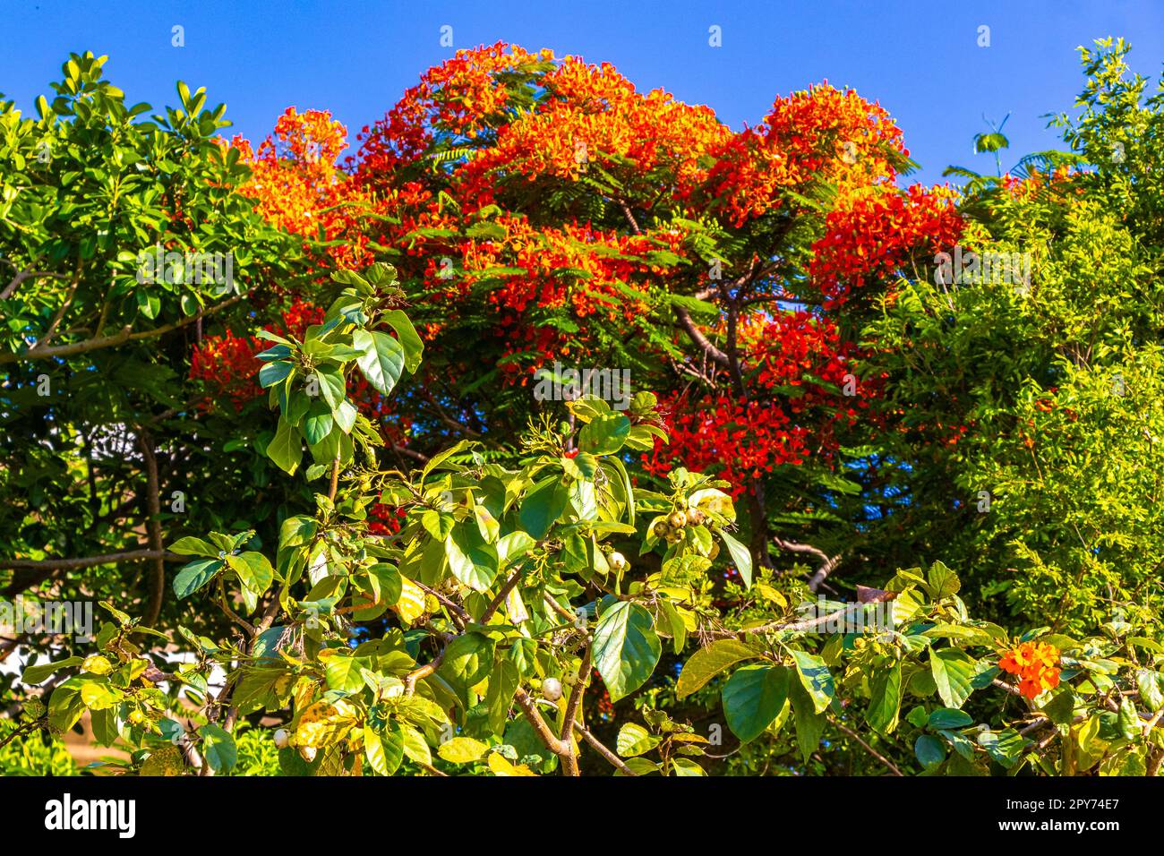 Beautiful tropical flame tree red flowers Flamboyant Delonix Regia ...
