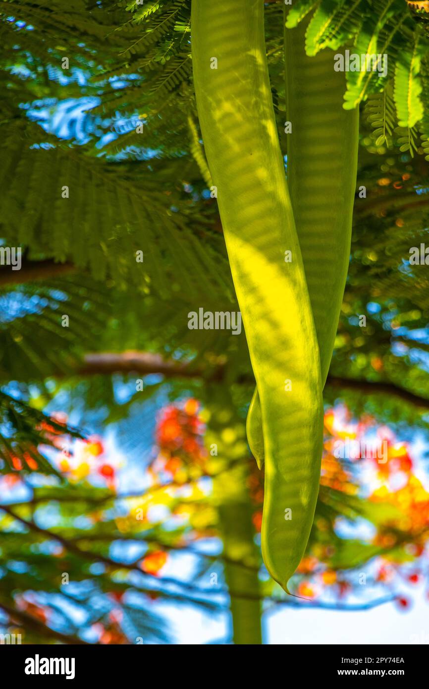 Beautiful tropical flame tree red flowers Flamboyant Delonix Regia ...