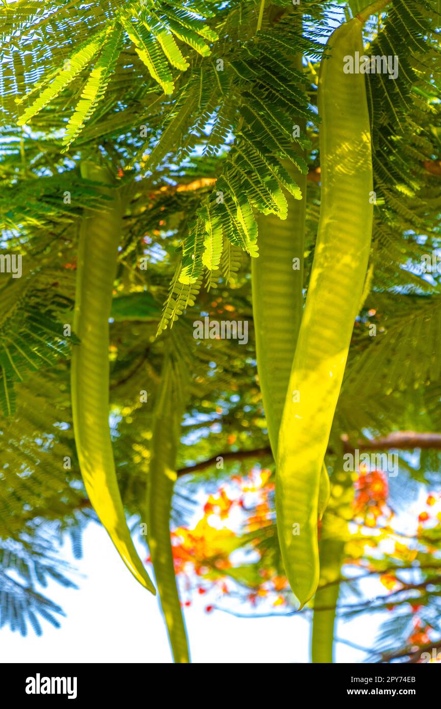 Beautiful tropical flame tree red flowers Flamboyant Delonix Regia ...