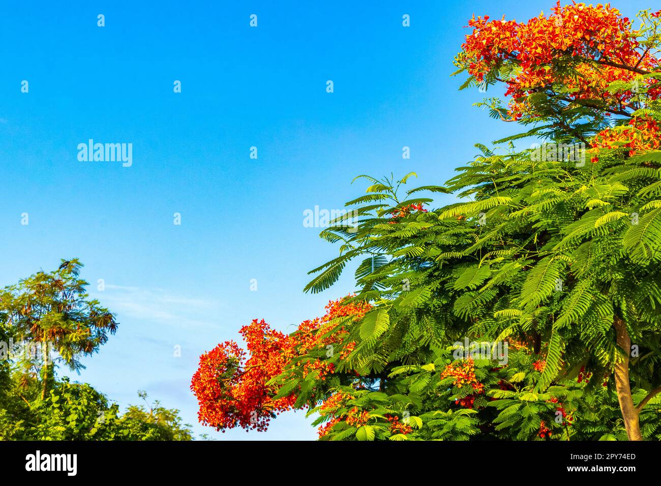 Beautiful tropical flame tree red flowers Flamboyant Delonix Regia Mexico Stock Photo - Alamy