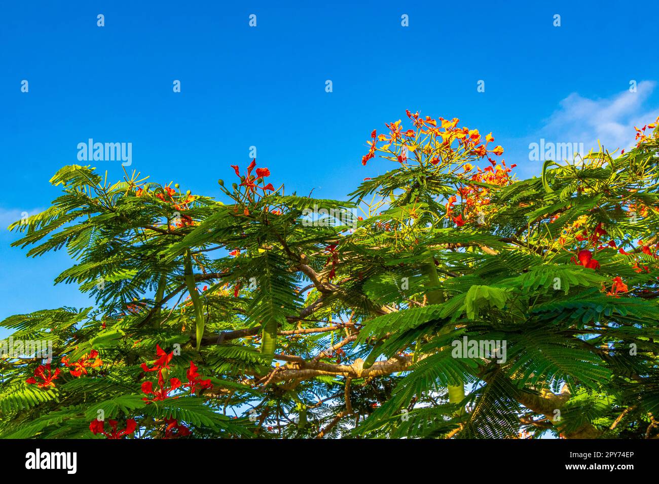 Beautiful tropical flame tree red flowers Flamboyant Delonix Regia Mexico Stock Photo - Alamy