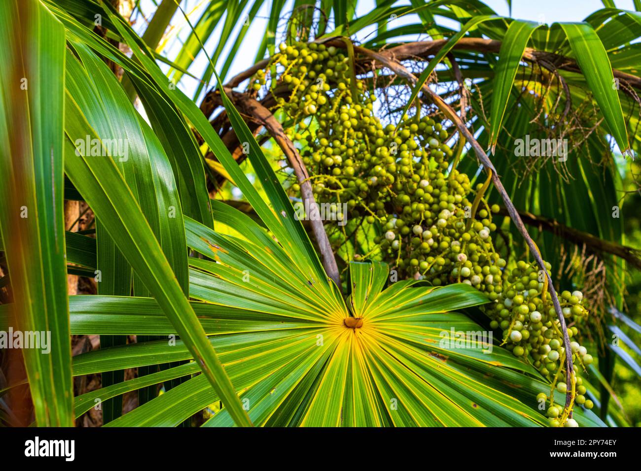 Tropical natural palm tree palm dates blue sky Mexico Stock Photo - Alamy
