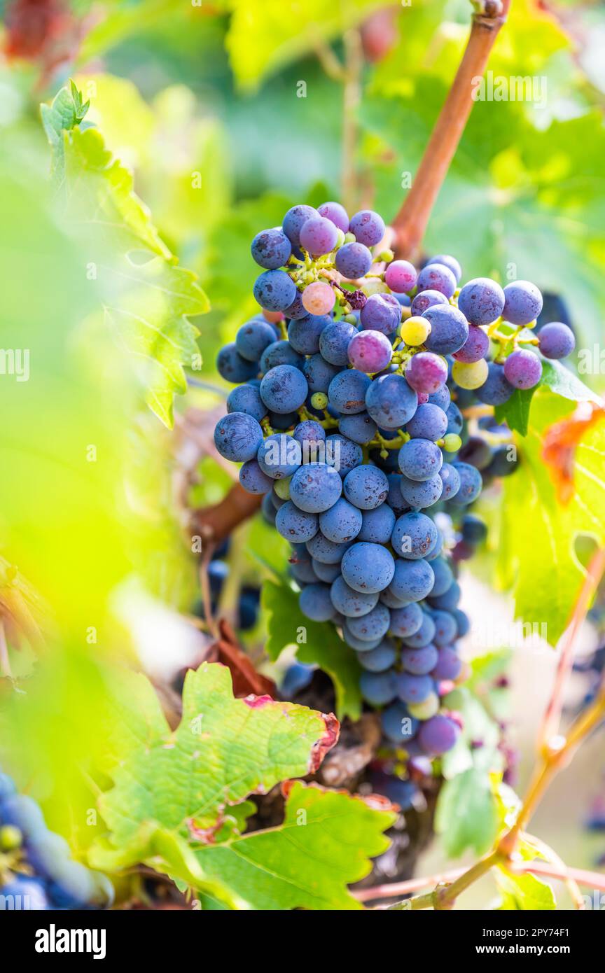 Blue bunch of grapes hang on a vine plant in September before harvest ...