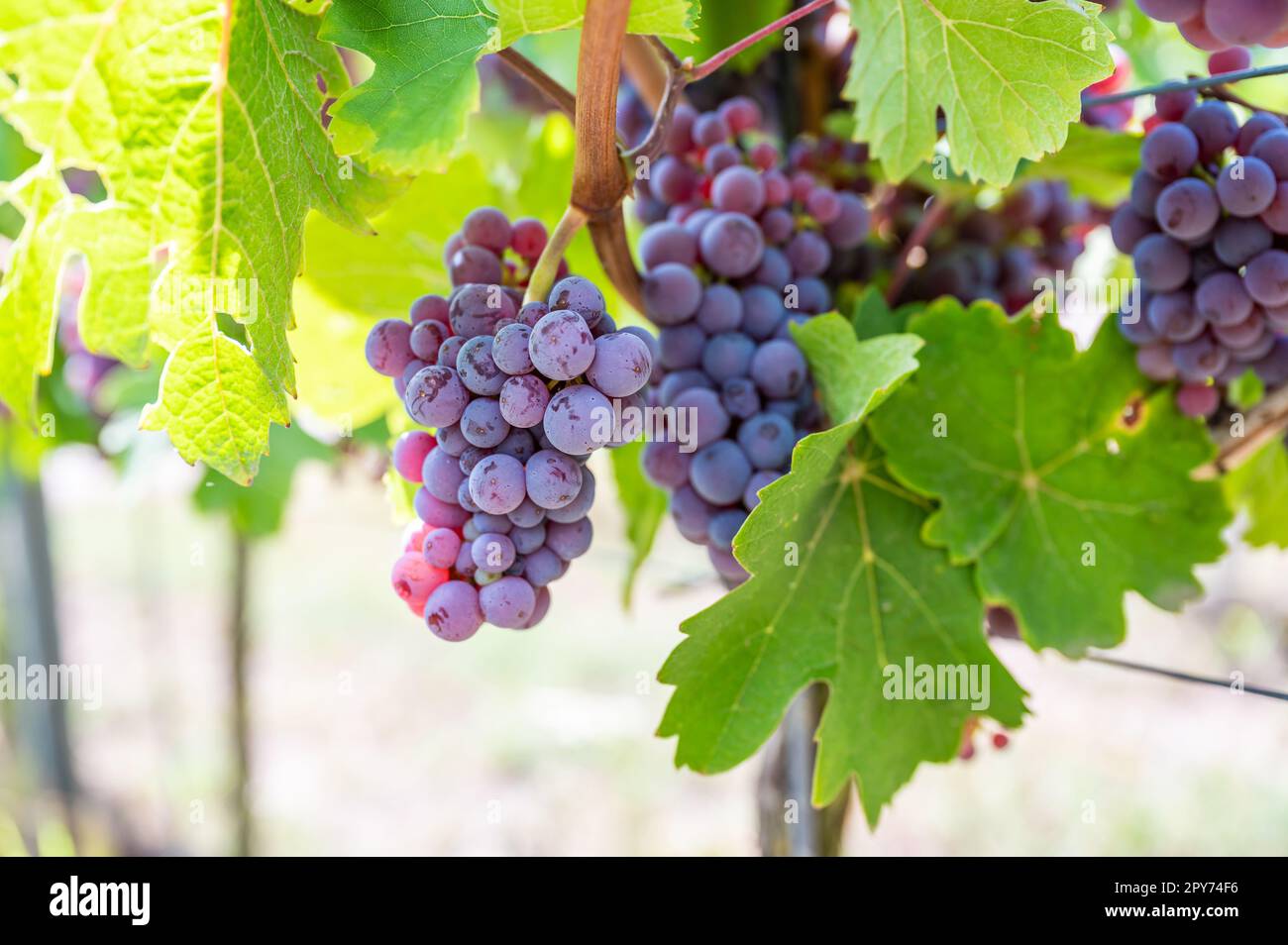 close-up Blue purple bunches of grapes hang on a vine plant in ...