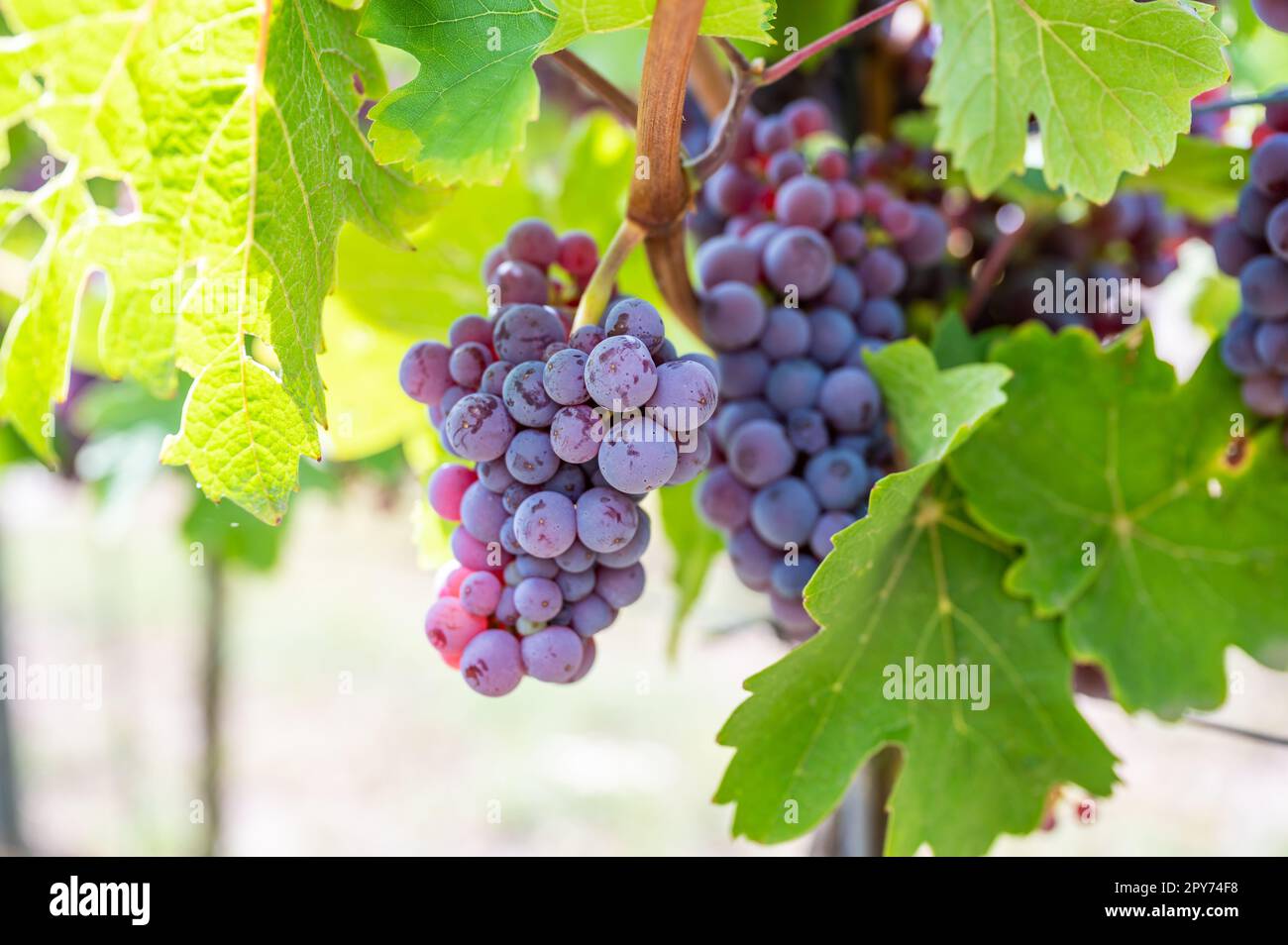 close-up Blue purple bunches of grapes hang on a vine plant in ...