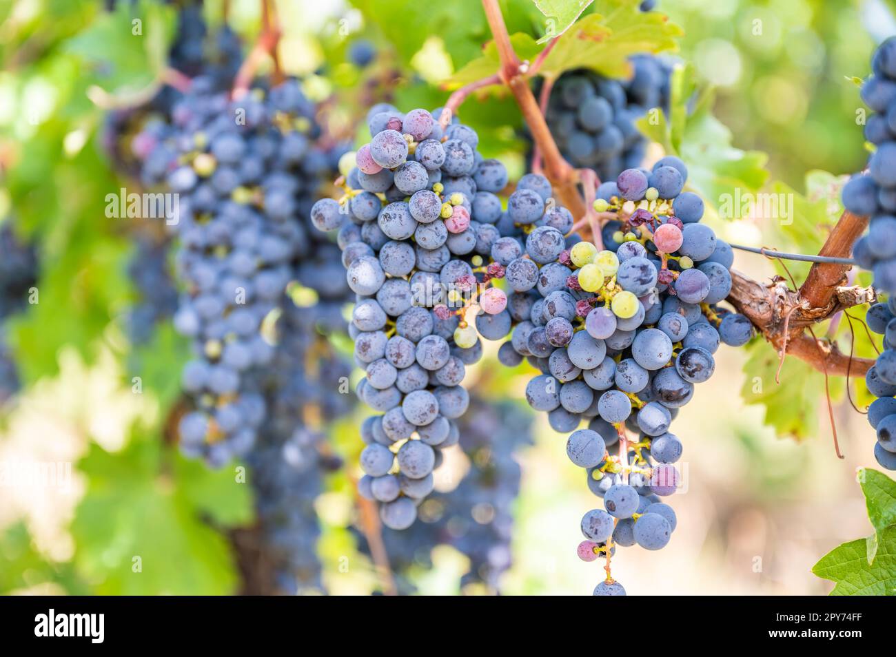 Blue fresh bunch of grapes hang on a vine plant in September before ...