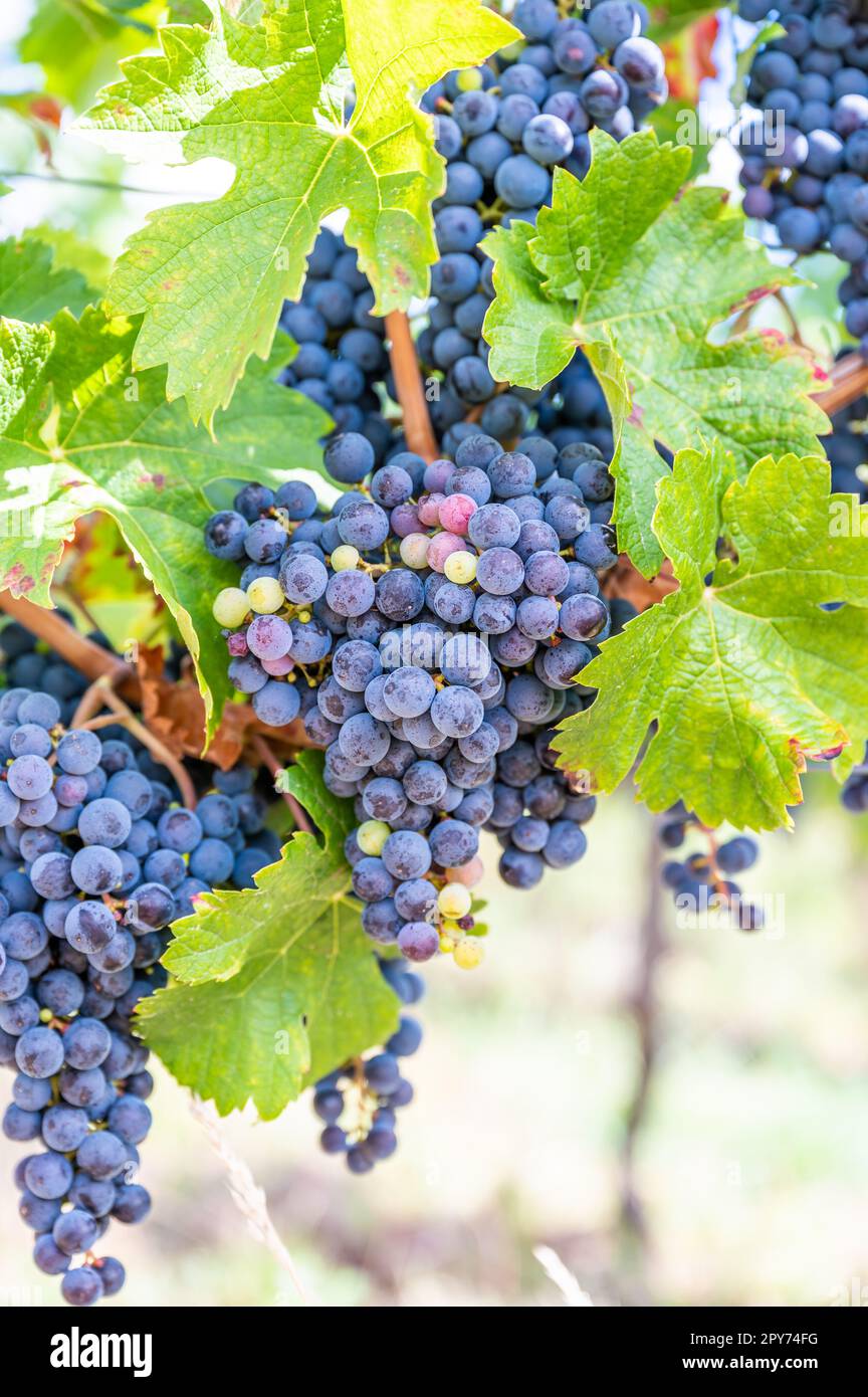 Blue bunch of grapes hang on a vine plant in September before harvest ...