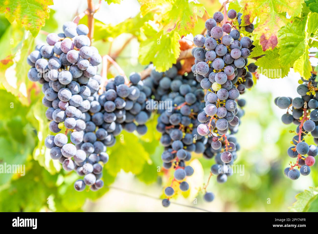 Blue fresh bunch of grapes hang on a vine plant in September before harvest Stock Photo - Alamy
