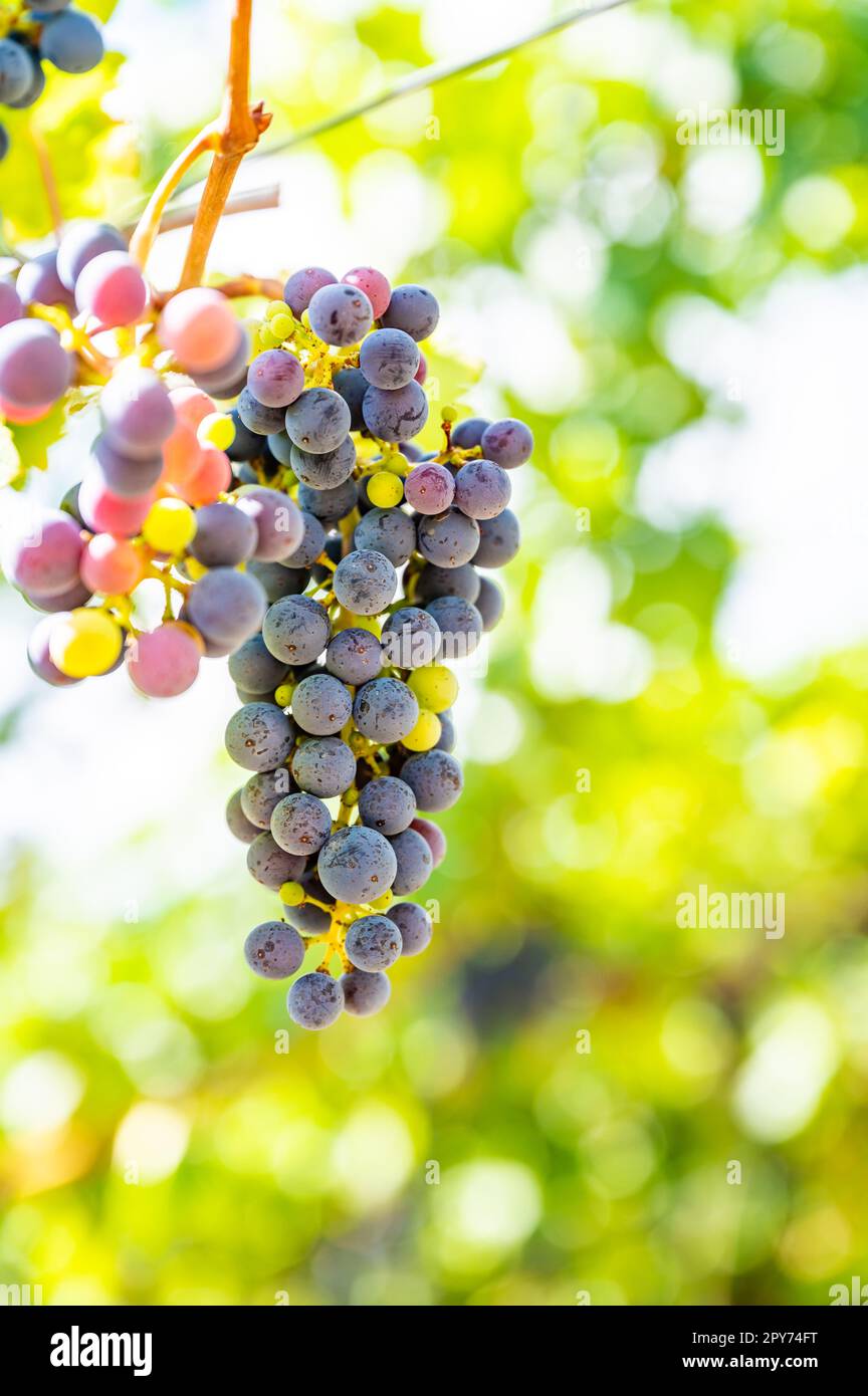 Blue bunch of grapes hang on a vine plant in September before harvest ...