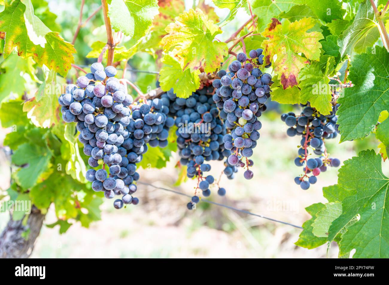 Blue fresh bunch of grapes hang on a vine plant in September before ...