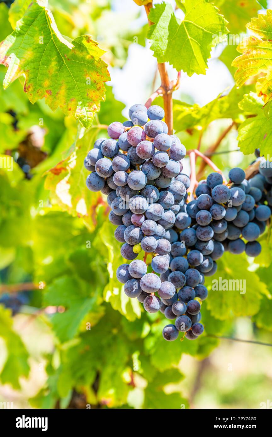 Blue fresh bunch of grapes hang on a vine plant in September before ...