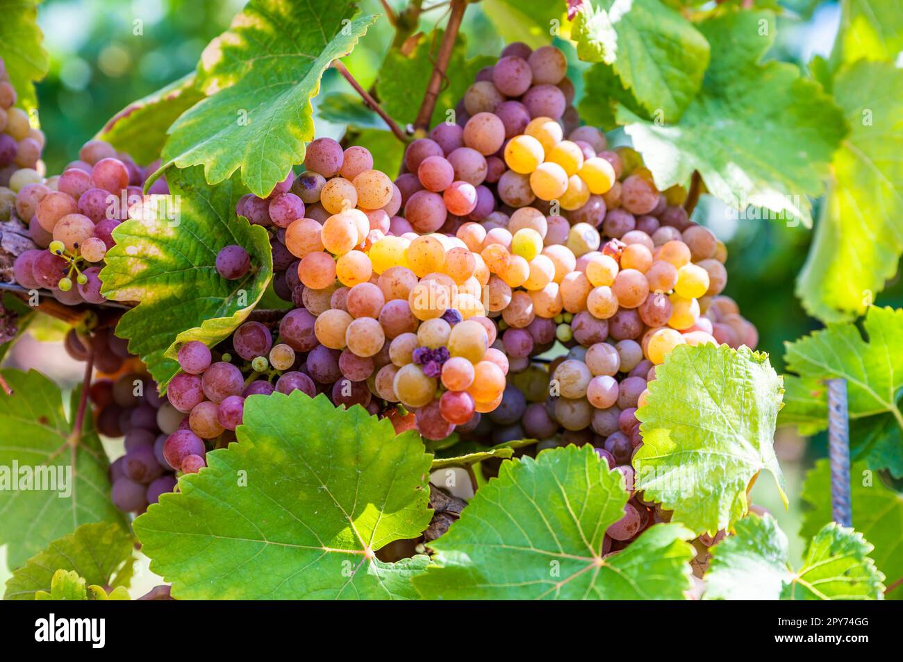 Close-up Yellow purple bunches of grapes hang on a vine plant in ...