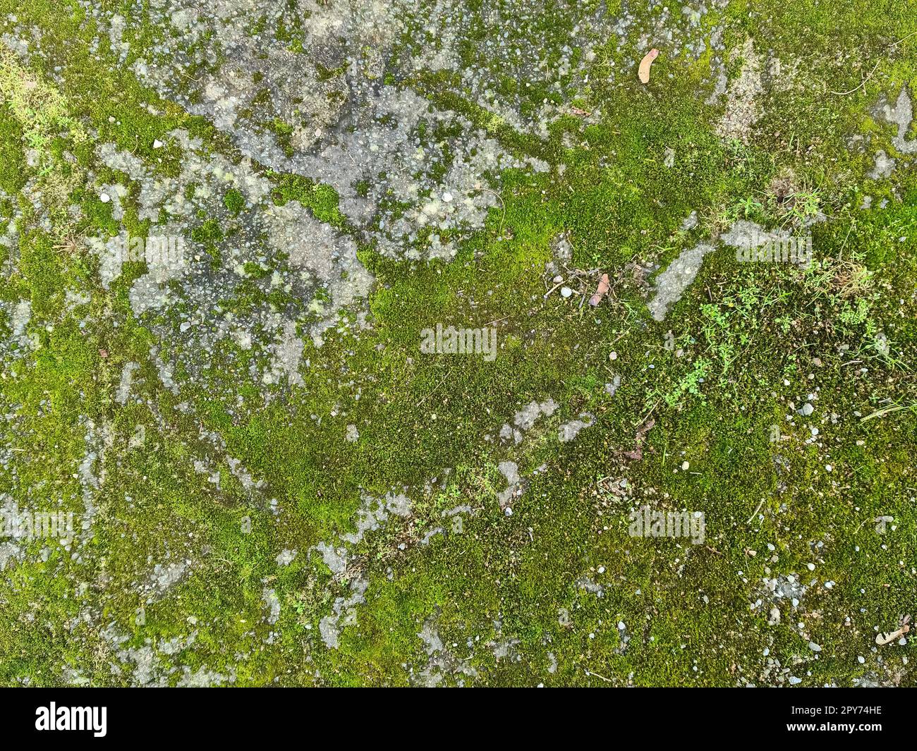 Detailed close up view at different moss textures on a forest ground ...