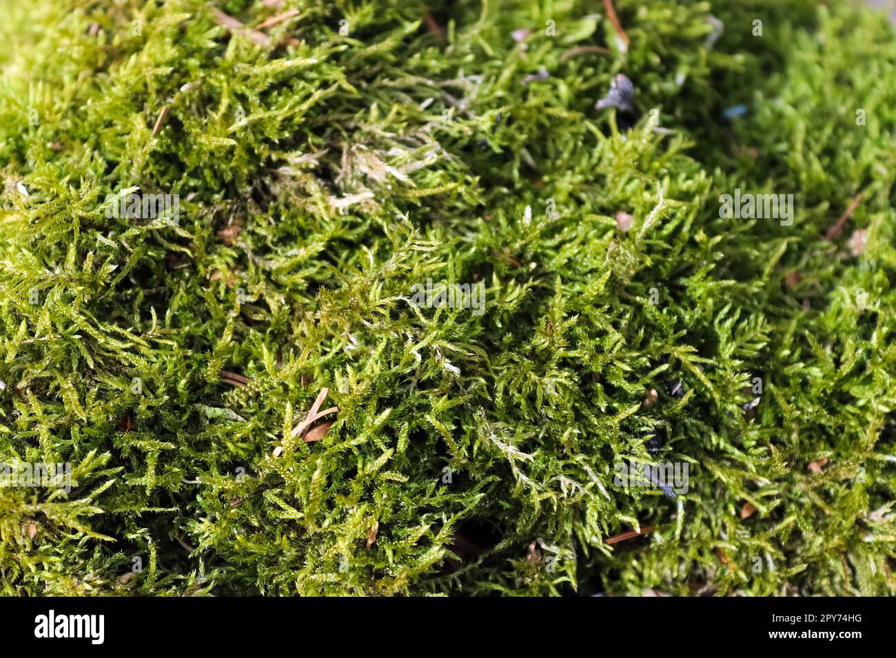 Detailed close up view at different moss textures on a forest ground ...