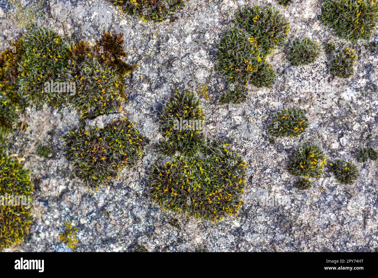 Detailed close up view at different moss textures on a forest ground ...