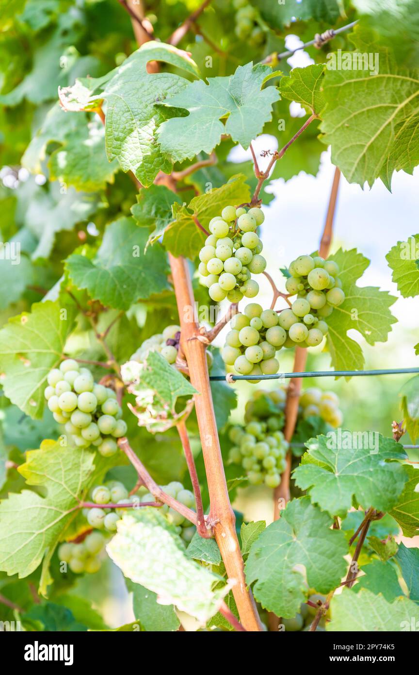 Close-up green yellow colored bunches of grapes hang on a vine plant in ...