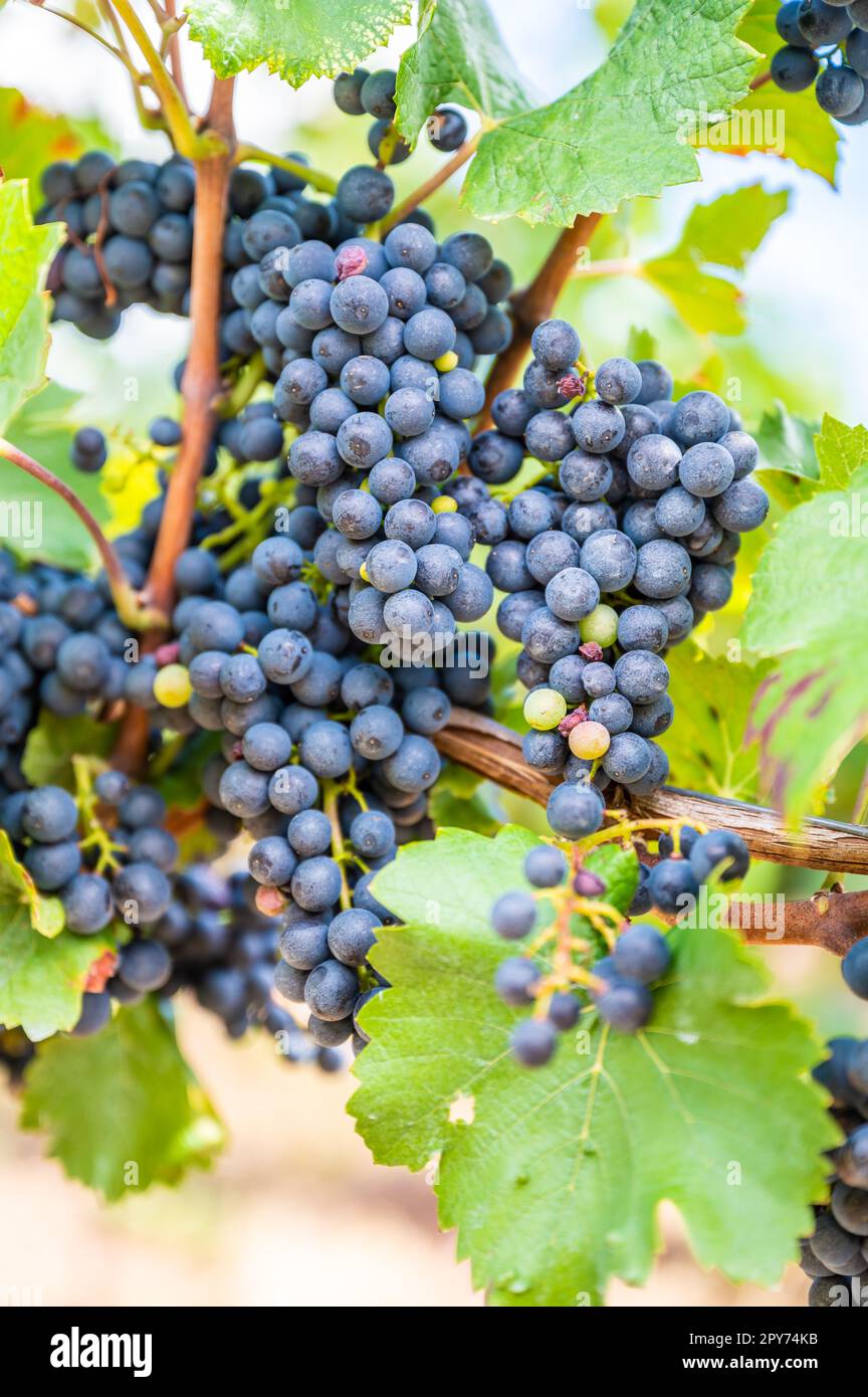Close up of blue colored bunches of grapes hanging on a vine plant in ...