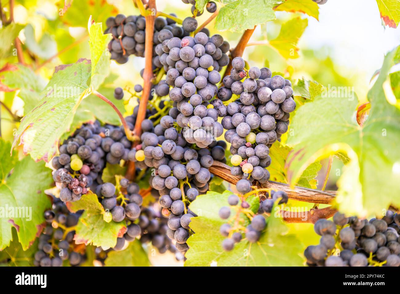 Close-up blue colored bunches of grapes hang on a vine plant in ...