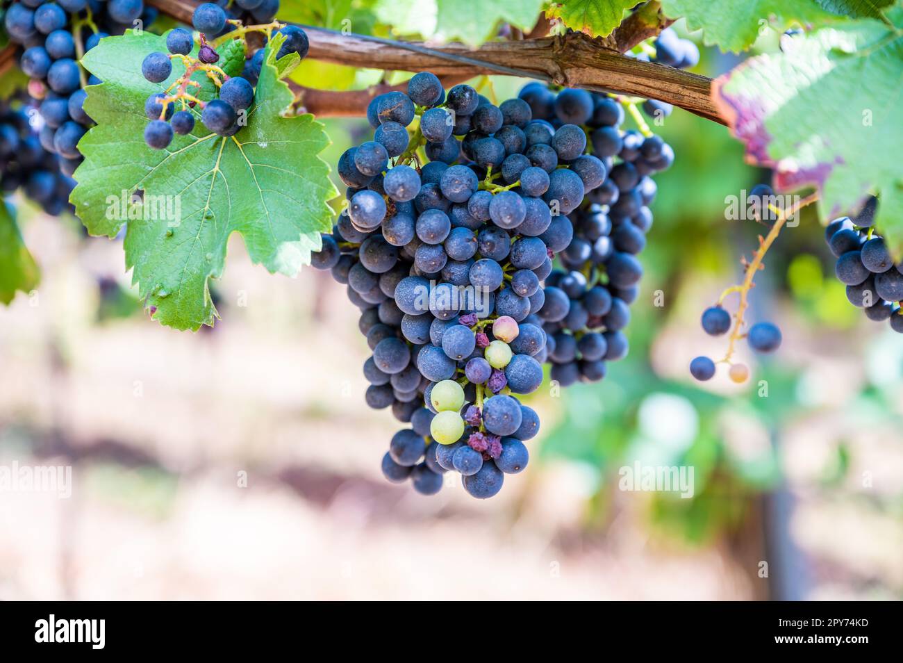 Blue fresh bunch of grapes hang on a vine plant in September before ...