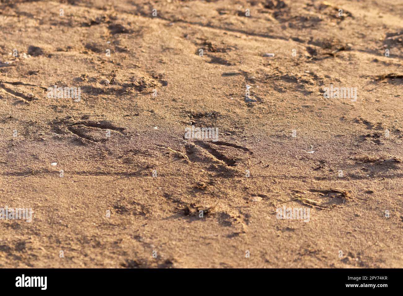 Brown sand ground texture in high resolution Stock Photo - Alamy