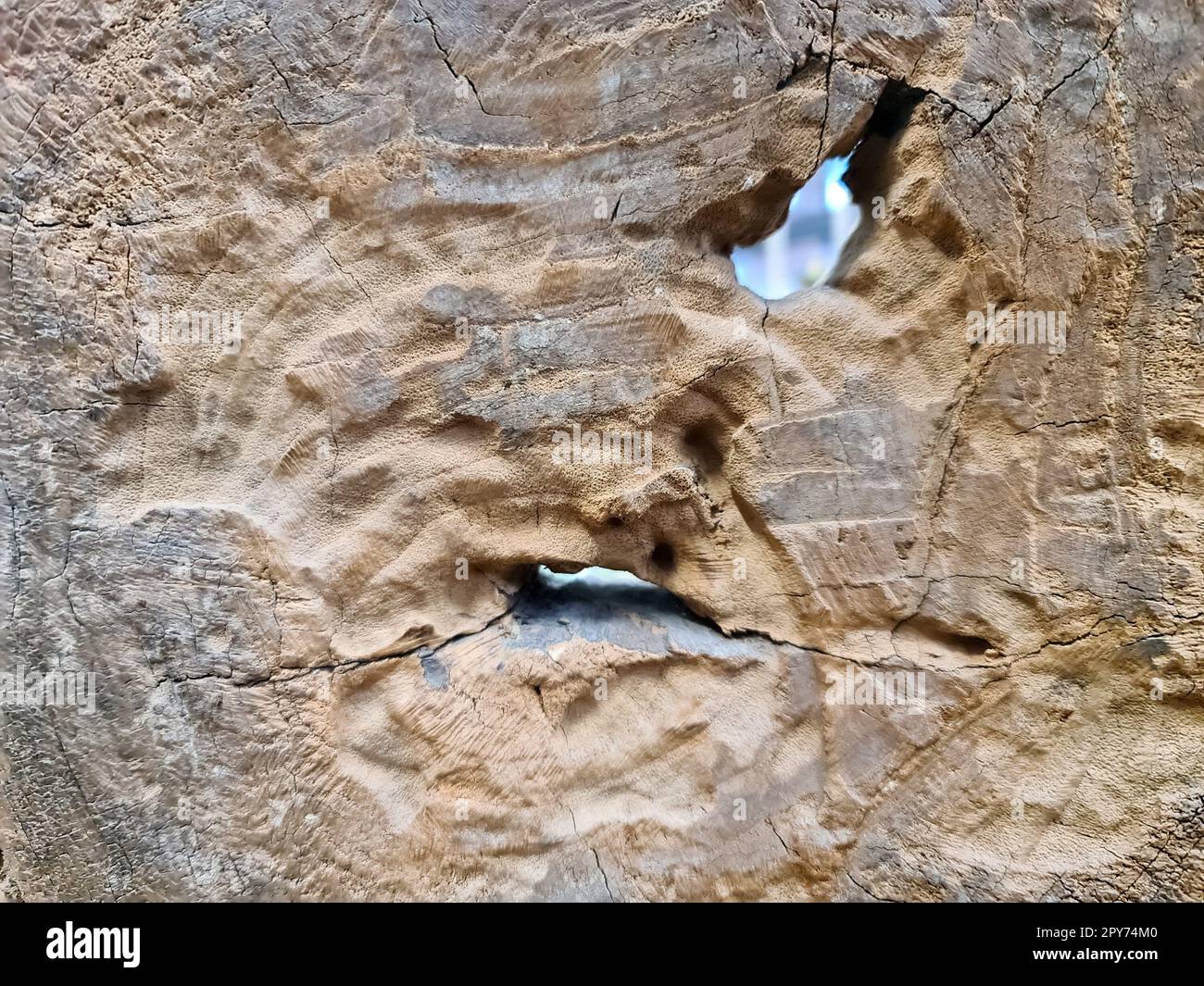 Wood surfaces showing planks logs and wooden floors in high resolution ...