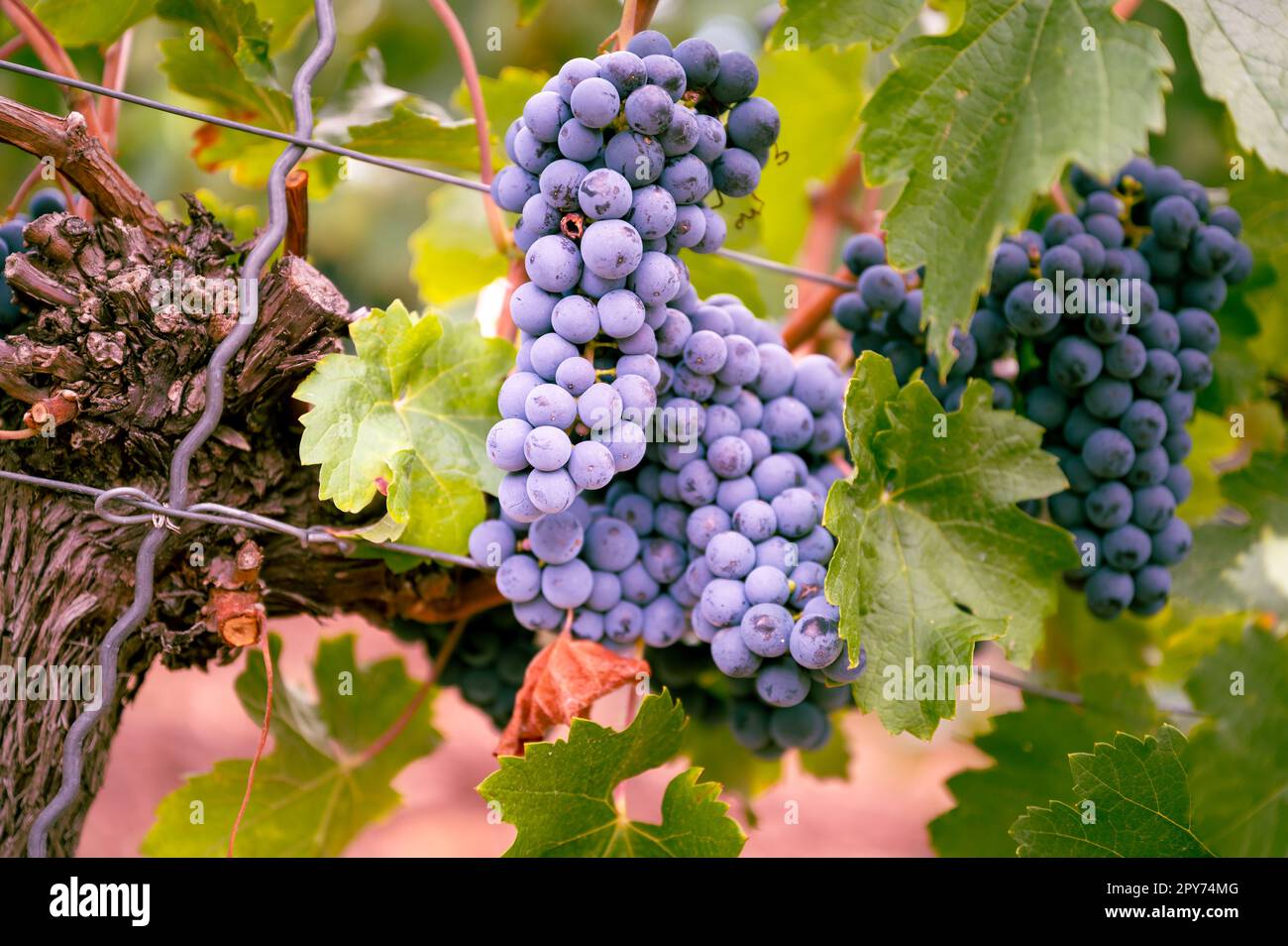 Bunch of beautiful purple blue grapes hanging on a vine plant on a vine ...