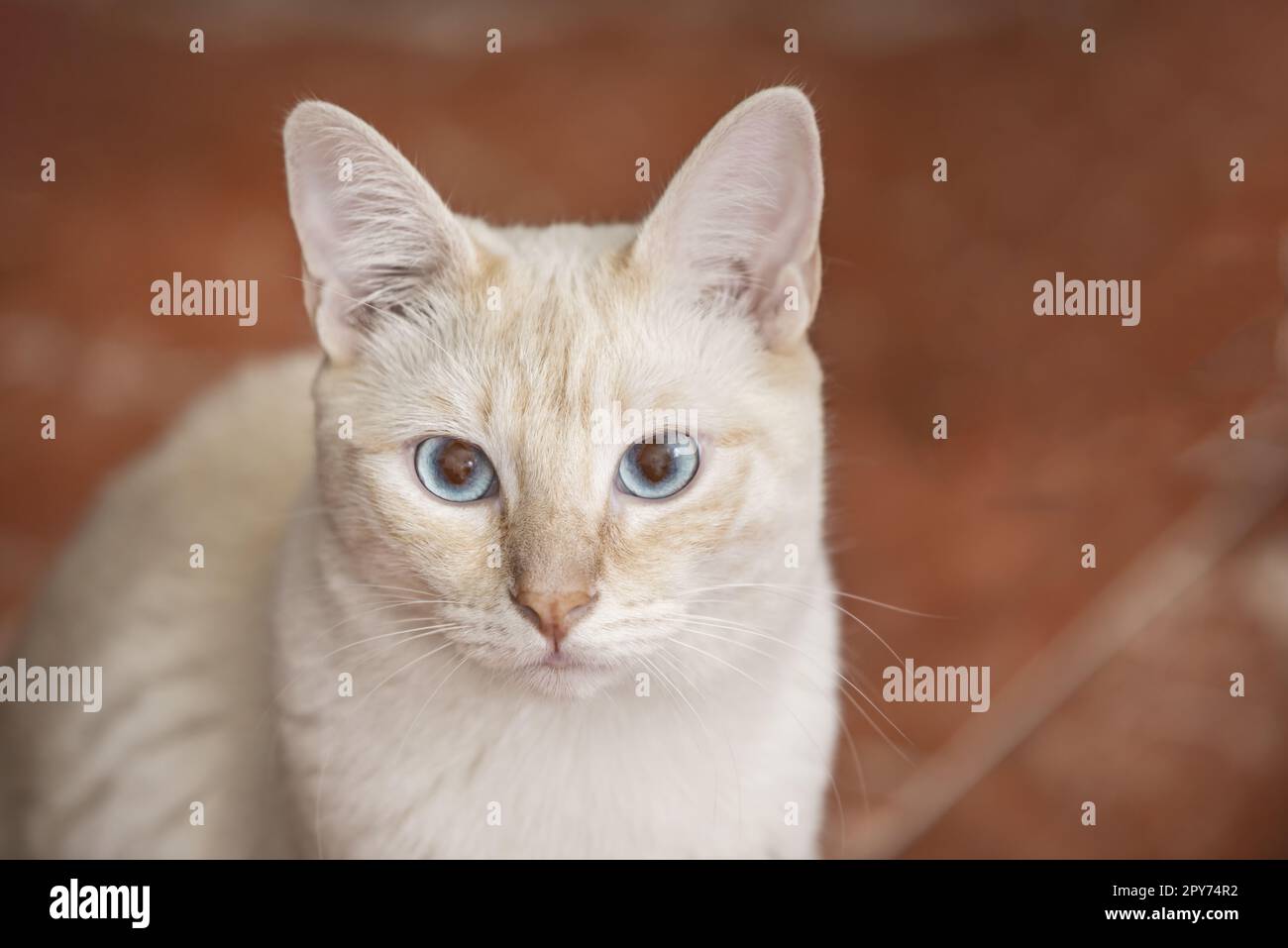 A cute calm white cat staring at you with its big blue eyes Stock Photo ...
