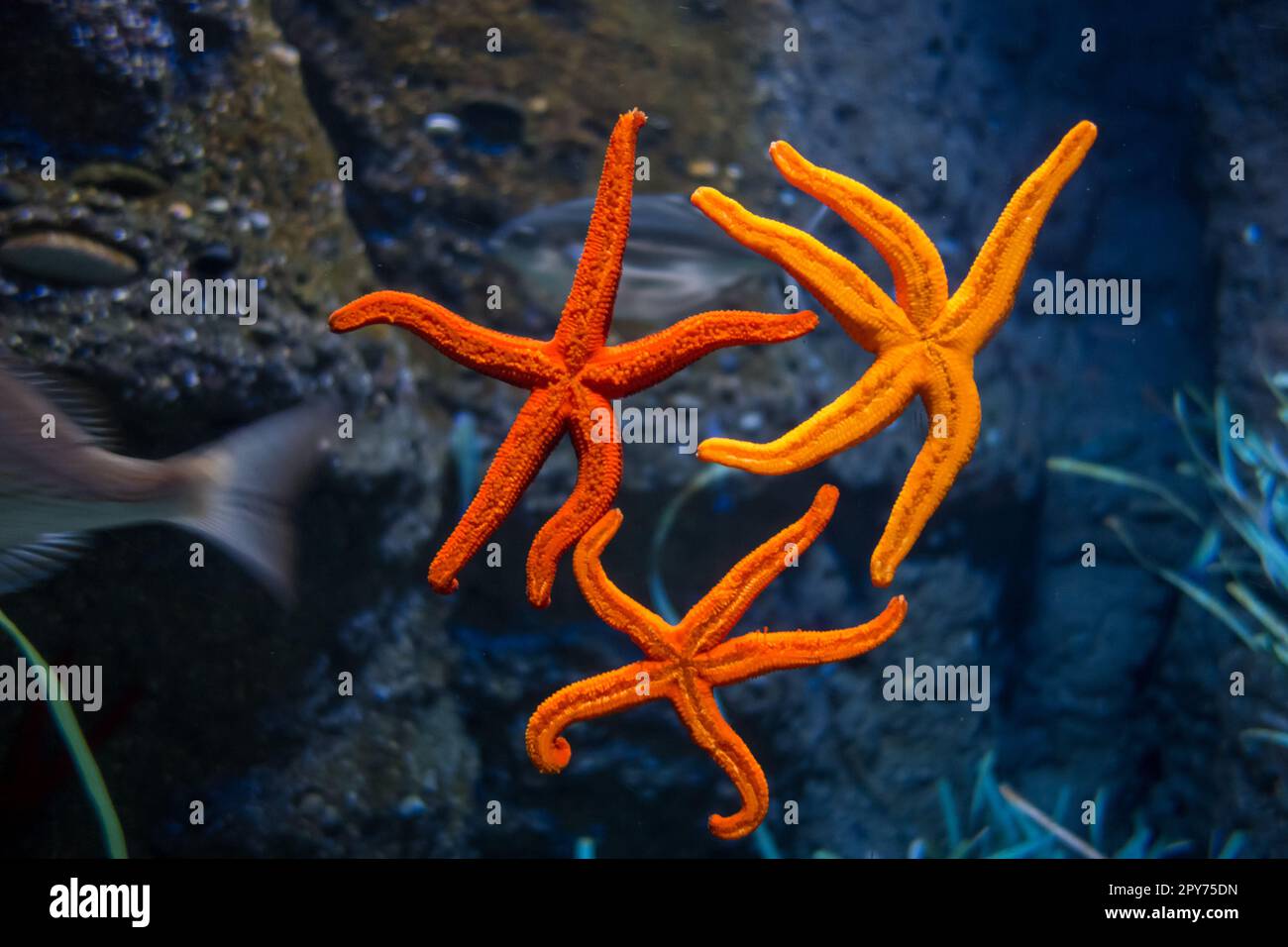 Starfish with ocean hi-res stock photography and images - Alamy