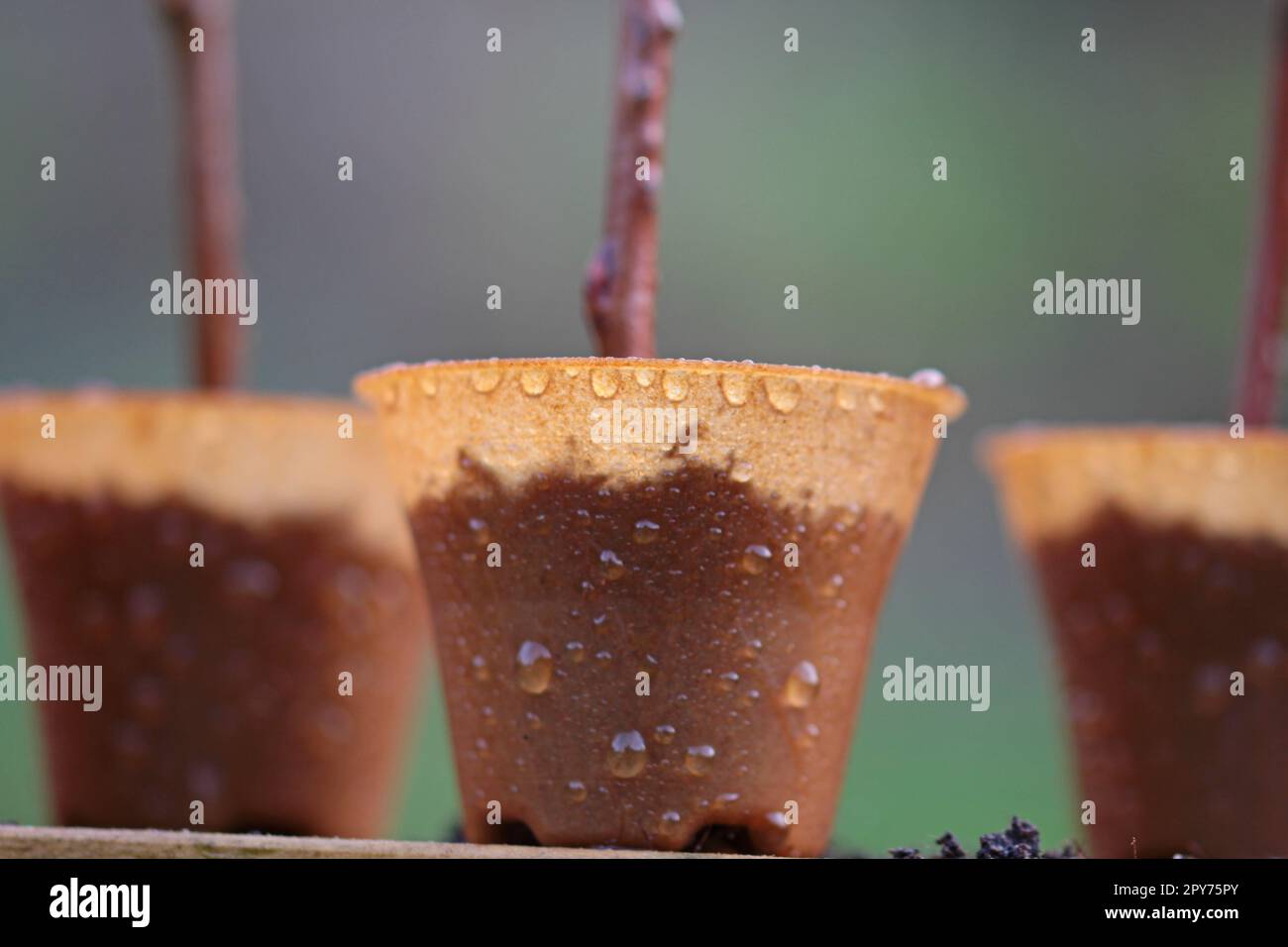 Rootless grass hi-res stock photography and images - Alamy