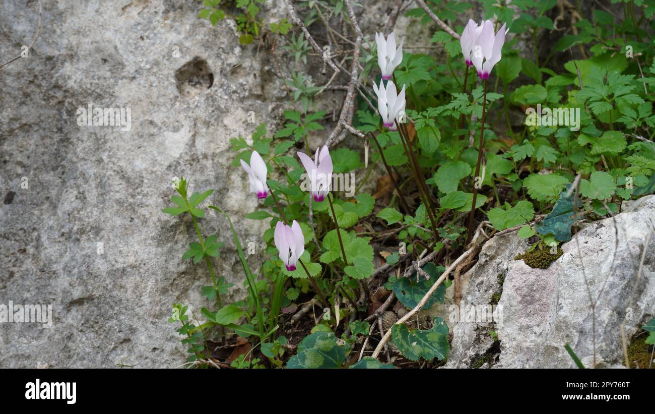 Cyclamen persicum grows in a forest in Israel Stock Photo - Alamy